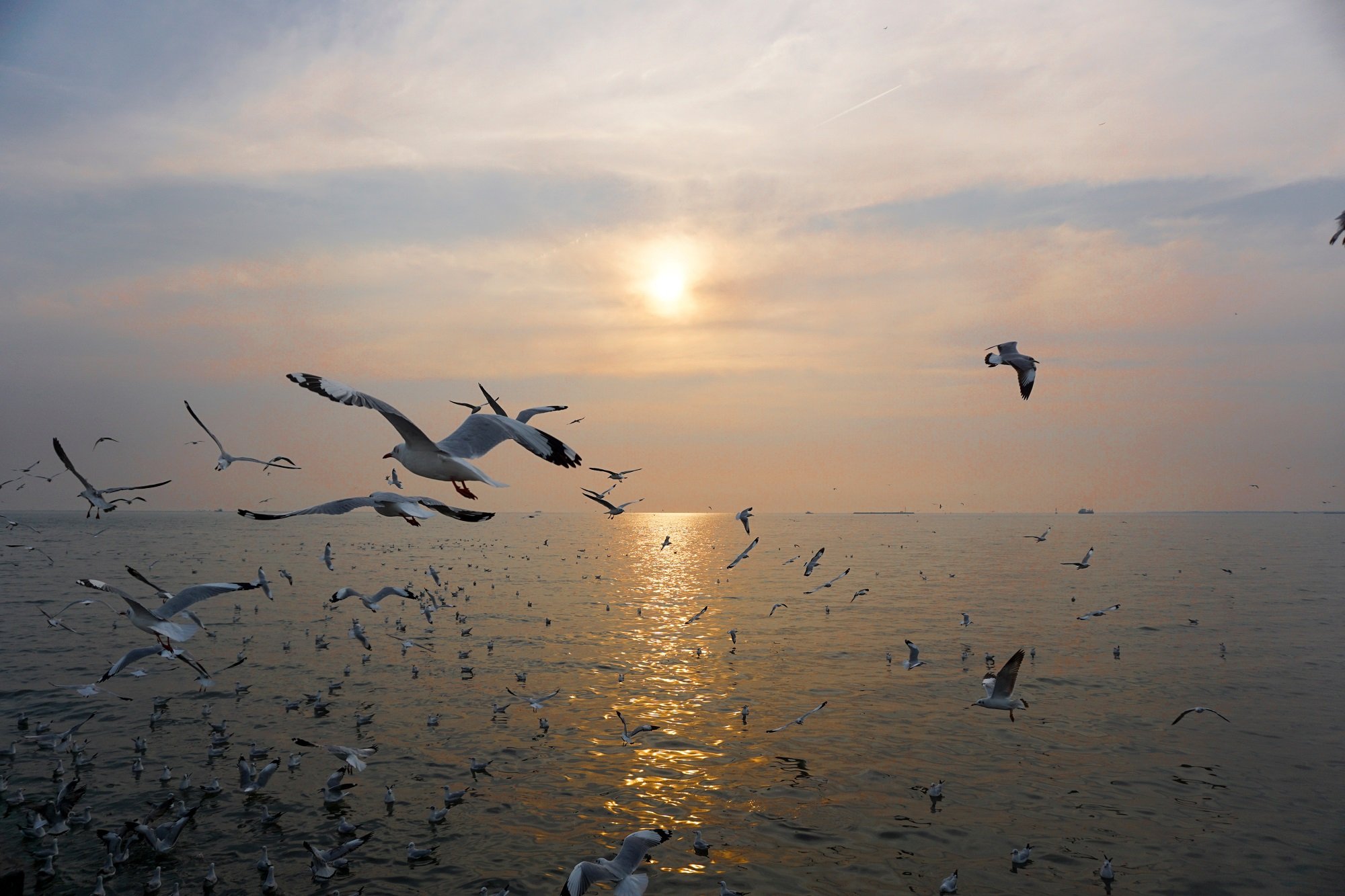 Todo sobre la gaviota, un ave común con un interesante significado ... Todo sobre la gaviota, un ave común con un interesante significado ...