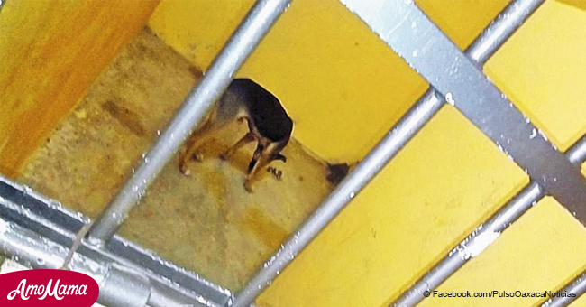 Perro que fue encarcelado por morder a una persona en México causa ...