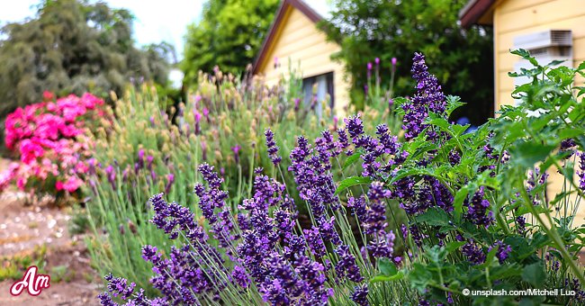 Helpful Uses of Lavender and Tips on How to Plant and Care for It