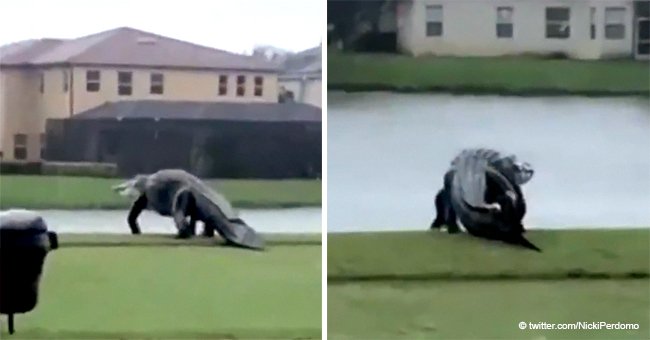 Watch Viral Video That Shows Massive Alligator Roaming around a Golf ...