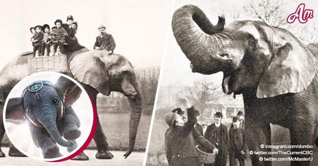 Desgarradora historia del Dumbo de la vida real cuya vida inspiró una ...