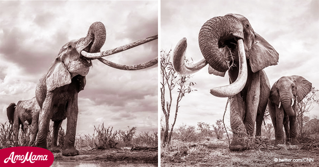 Incredible Photos of the Rare 'Elephant Queen' Were Taken Shortly ...