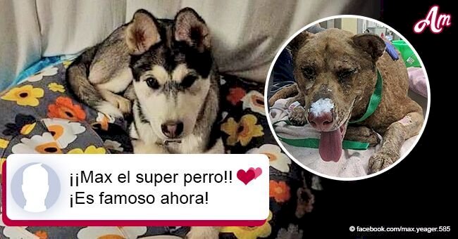 Perrito quemado hasta quedar irreconocible en incendio forestal se ...