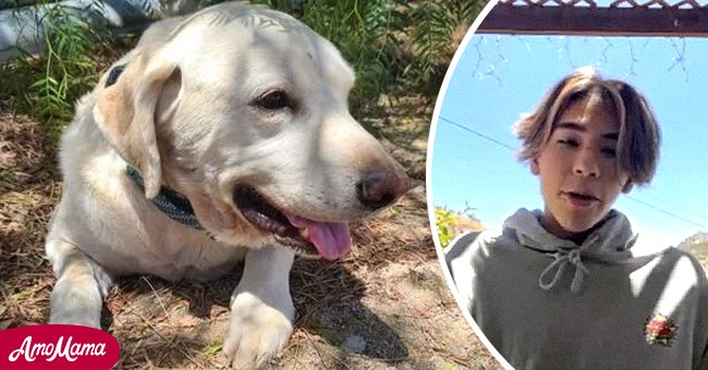 Labrador's Heroic Act Saves Its Owner from a Rattlesnake Attack