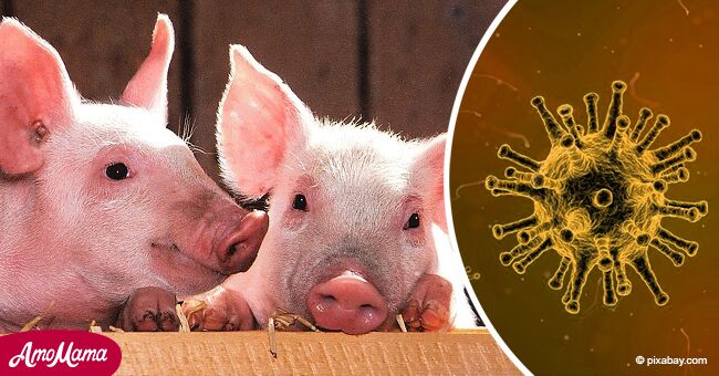 Nuevo virus del cerdo podría transmitirse a los humanos y representa ...