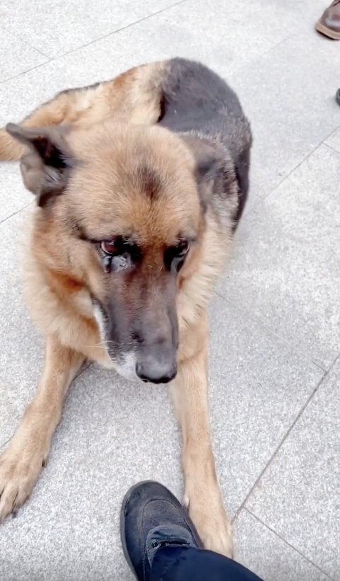 Retired Police Dog 'Cries' When She Meets with Handler She Hasn't Seen ...