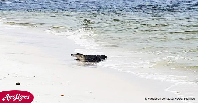 Huge Alligator Makes Unexpected Appearance on a Popular Florida Beach