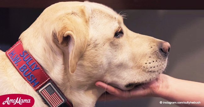 George HW Bush's Former Service Dog Sully Was Awarded with a 'Paw of ...