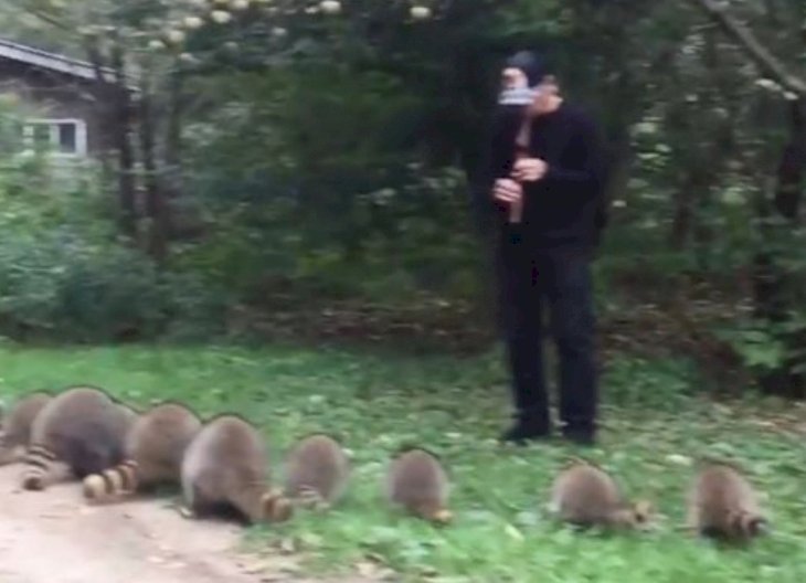 Hombre encanta a decenas de mapaches salvajes con flauta, y su inusual ...