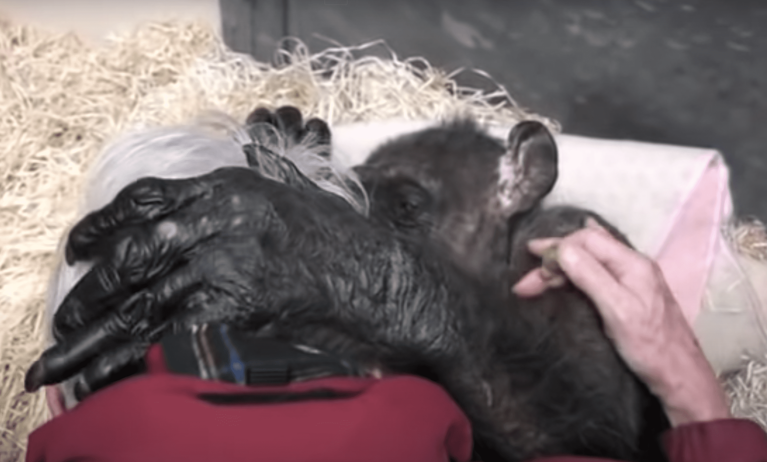 Dying Chimpanzee Recognizes Old Friend and Gives Him a Last Smile and Touch