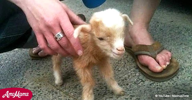 Adorable video de cabras bebé saltando por todos lados se vuelve viral