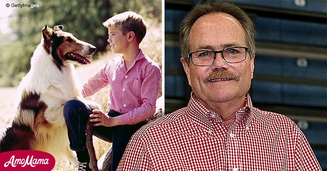 Jon Provost AKA Little Timmy from 'Lassie' Is 70 Years Old Now and ...