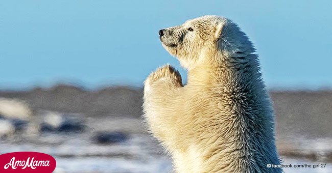 Cría de oso polar fotografiado 'rezando por nieve', mientras está ...