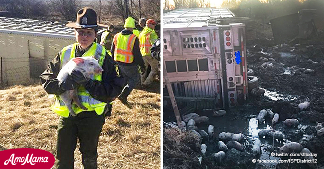 Heartbreaking Photos Show Nearly 3,000 Piglets Spilling onto the ...