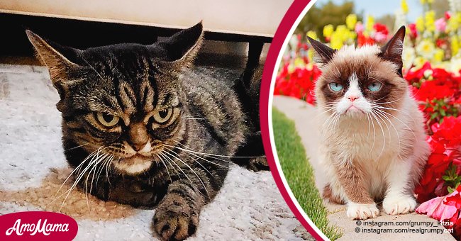 Meet Kitzia, the Angry Grumpy Cat That Looks Even More Thundering Than ...